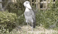Shoebill Meme GIFs - Find & Share on GIPHY