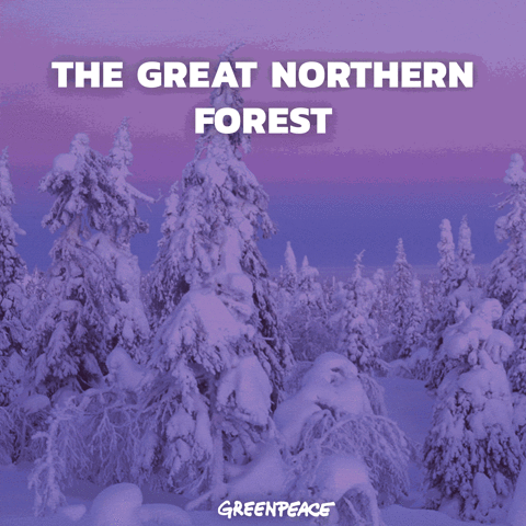 Great Northern Forest GIFs - Find & Share on GIPHY