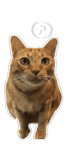 Cat Sticker for iOS & Android | GIPHY