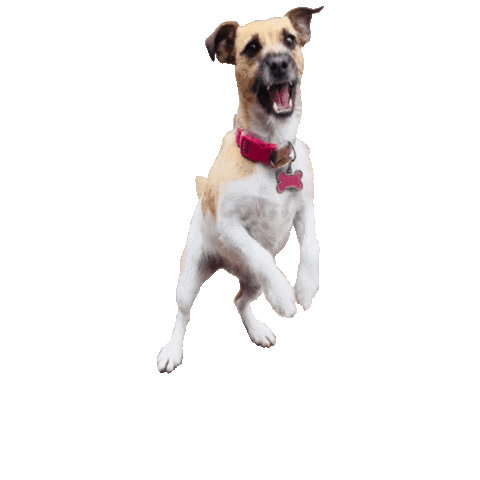 Jack Russell Sticker by TORRESgraphics for iOS & Android | GIPHY