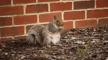 Squirrels Clips - Find & Share on GIPHY