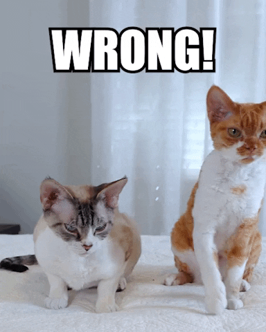 Devon Rex Cats GIF - Find & Share on GIPHY