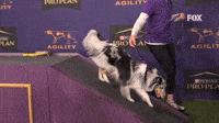 Shetland-sheepdog GIFs - Get the best GIF on GIPHY