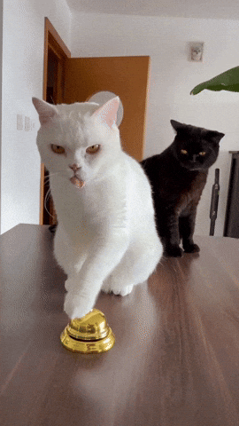 White Cat GIF - Find & Share on GIPHY