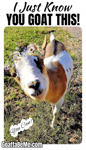 You Got This GIF by Goatta Be Me Goats! Adventures of Java, Toffee ...