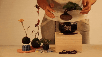 Buckaroo Bonsai GIFs - Find & Share on GIPHY