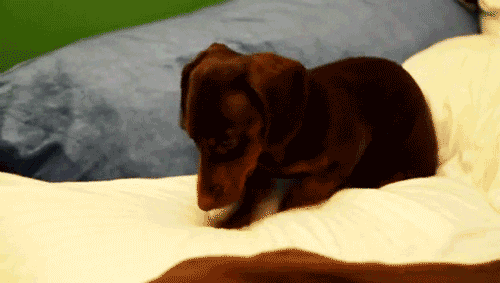 Adorable Puppy Scratching Dog Funny GIFs - Find & Share on GIPHY