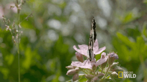 spring butterfly GIF by Nat Geo Wild