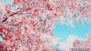 Sakura GIFs - Find & Share on GIPHY