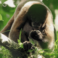 Fat Monkey GIFs - Find & Share on GIPHY