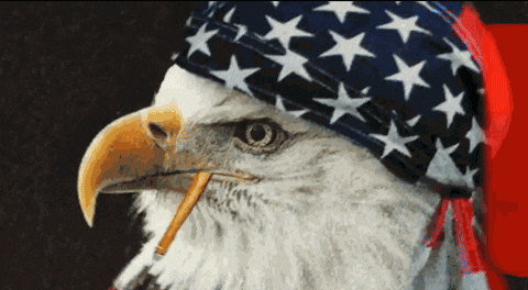Eagle Guns GIFs - Find & Share on GIPHY