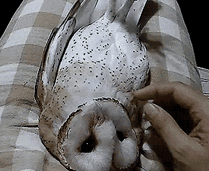 Barn Owl GIFs - Find & Share on GIPHY