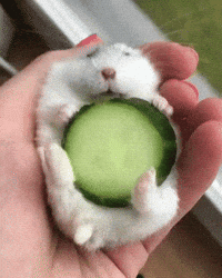 Cucumber Lipsthatgrip GIFs - Find & Share on GIPHY