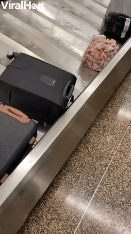 Baggage Claim Spills Block Of Frozen Chicken Clips - Find & Share on GIPHY
