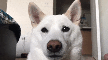 Dog Stare GIFs - Find & Share on GIPHY