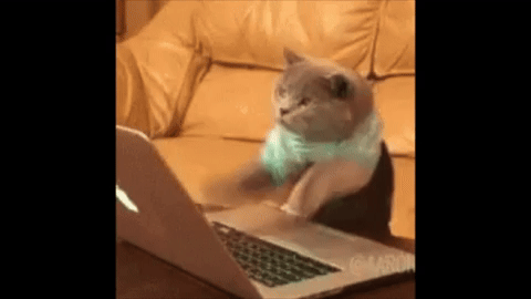 Cat Typing - GIPHY Clips