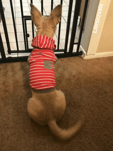 Dog Wagging Tail GIFs - Find & Share on GIPHY
