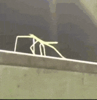 Stickbug GIFs - Find & Share on GIPHY