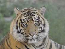 Ears-perked GIFs - Get the best GIF on GIPHY