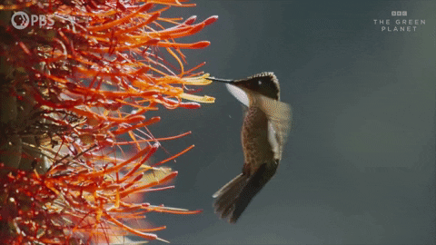 Grupo Nectar GIFs - Get the best GIF on GIPHY