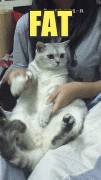 Really Fat Cats Dancing