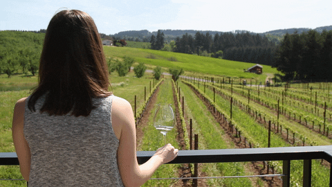 Ponzi-vineyards GIFs - Get the best GIF on GIPHY