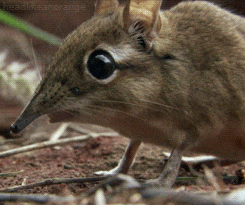 Elephant Shrew GIF by Head Like an Orange - Find & Share on GIPHY