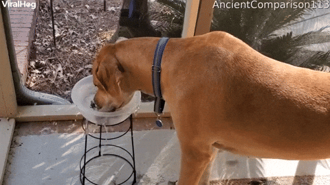 Dogs Drinking Water Gif