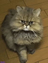 Angry Black Cat Gif