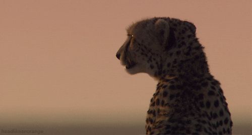Cheetahs Running Gif