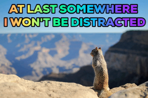 Squirrel Distraction GIF by Stoneham Press - Find & Share on GIPHY