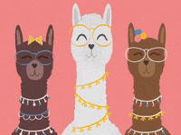 Happy Alpaca Gif