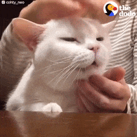 Purring Cat GIF by The Dodo - Find & Share on GIPHY