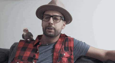 Parrot-pets GIFs - Get the best GIF on GIPHY