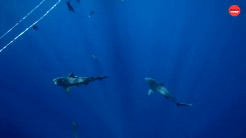 The-try-guys-swim-with-sharks GIFs - Get the best GIF on GIPHY