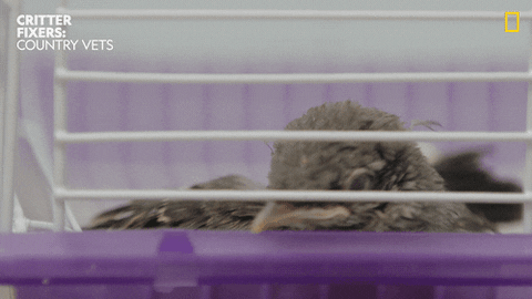 Adorable Little Bird GIFs - Get the best GIF on GIPHY