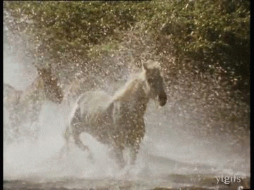 Brumby GIFs - Get the best GIF on GIPHY