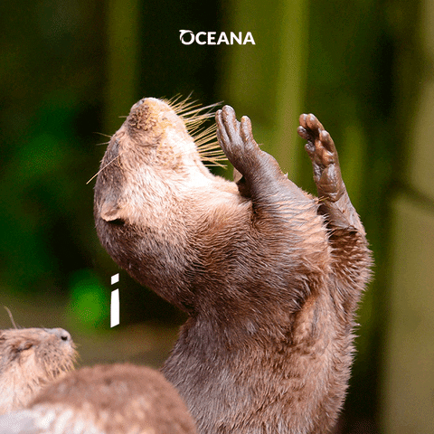 Fun GIFs on GIPHY - Be Animated