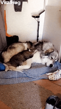Animals Snuggling Gif