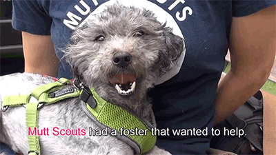 Feel Good Dog GIF by HuffPost - Find & Share on GIPHY