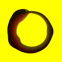 Hoop Snake Gif