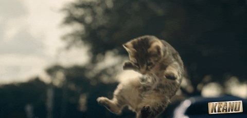 Flying Cats Gif