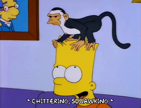 Squaking GIFs - Get the best GIF on GIPHY