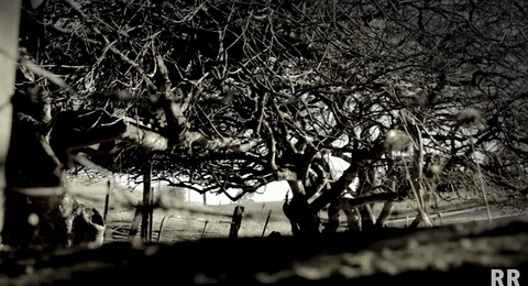 Unto The Locust GIFs - Get the best GIF on GIPHY