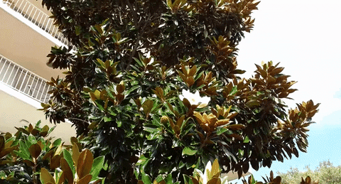 Southern Magnolia GIFs - Get the best GIF on GIPHY