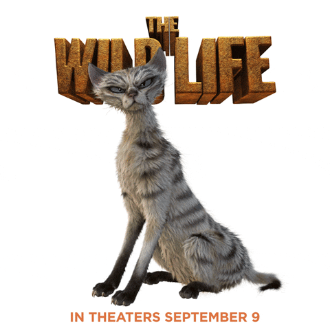 The Wild Life Cat GIF by Lionsgate - Find & Share on GIPHY