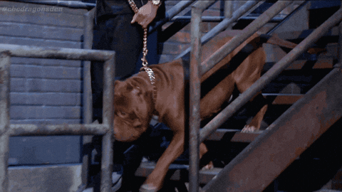 Biggest Pitbull GIFs - Get the best GIF on GIPHY