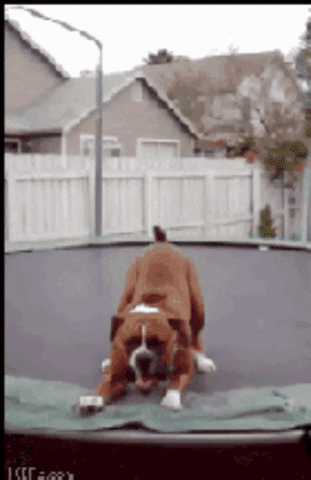 Wassup-dog GIFs - Get the best GIF on GIPHY