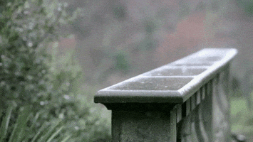 Rain Window GIFs - Find & Share on GIPHY