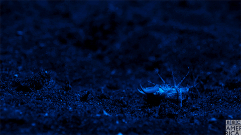 Bobbit-worm GIFs - Get the best GIF on GIPHY